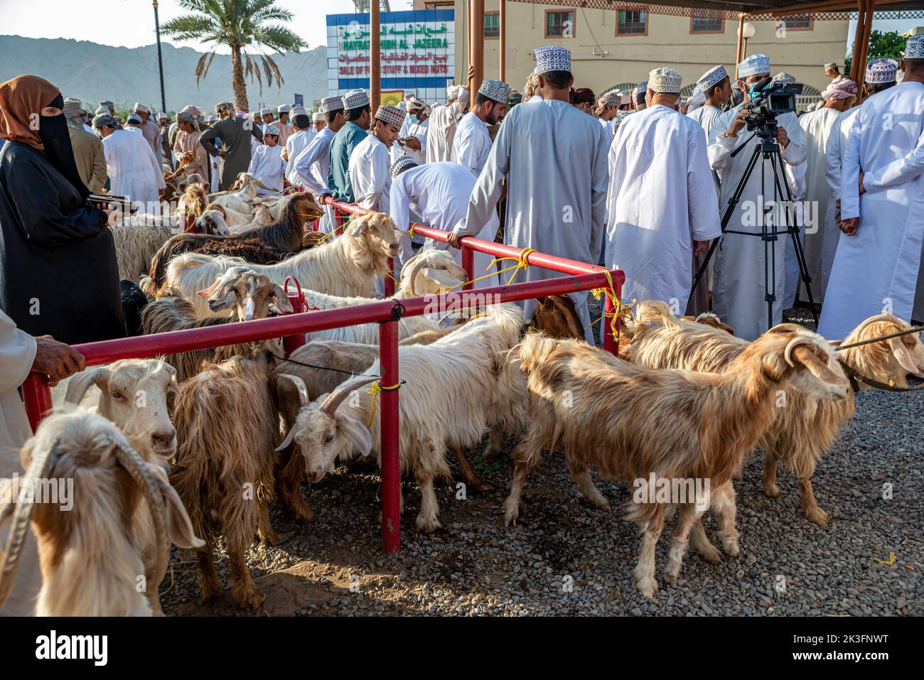 Selling goats at the friday morning cattle market, Nizwa, Oman Stock ...