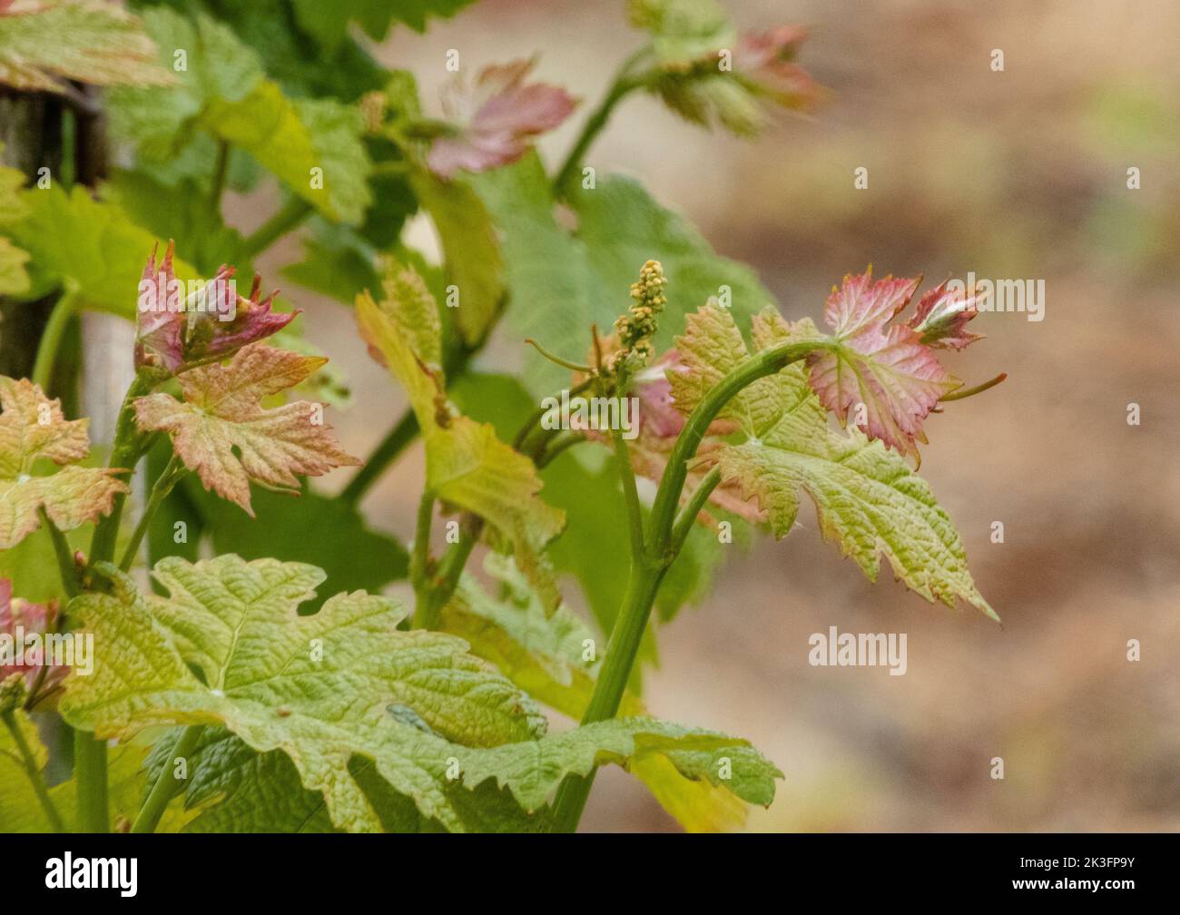 Vine bud burst with flowers forming with a blurred background Stock ...