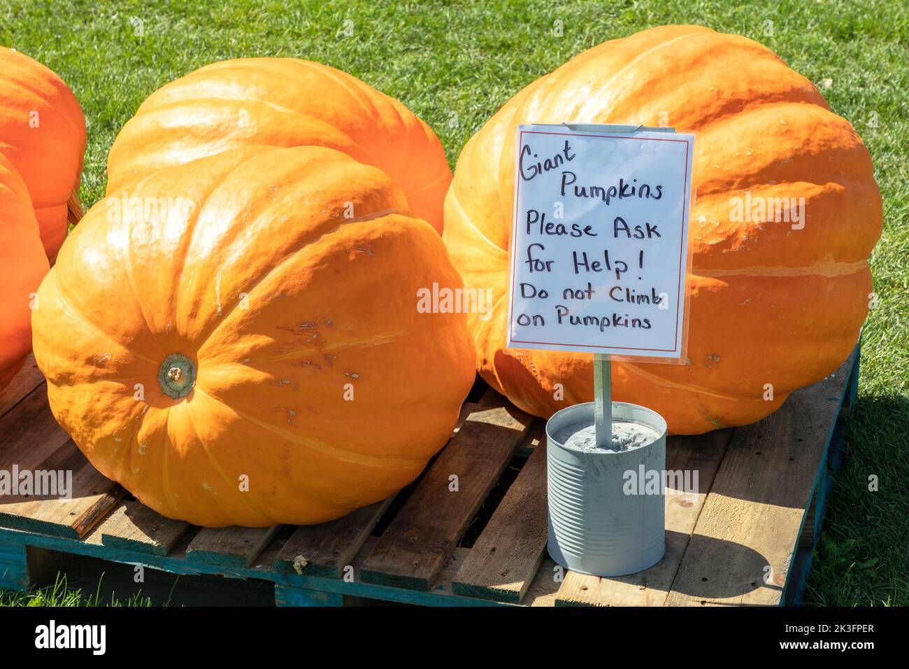 Giant pumpkins for sale at a farm market near Fontana, Wisconsin ...