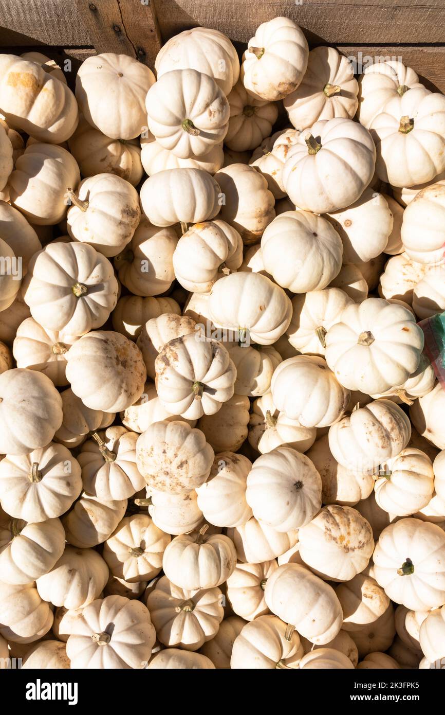 Buy Small Pumpkins