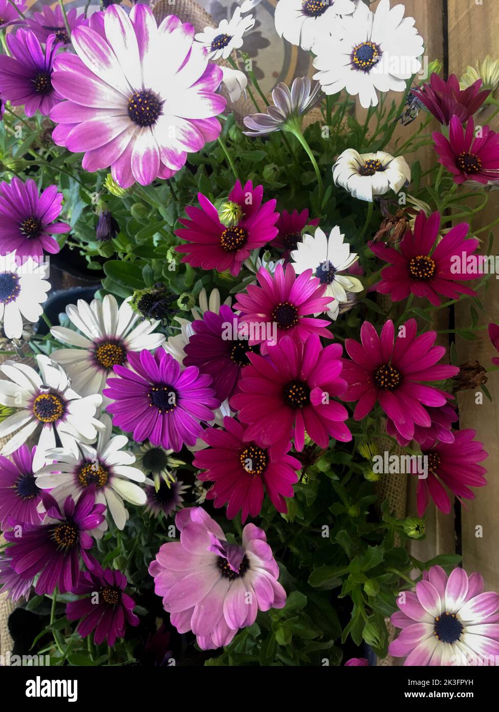 violet flowers of Dimorphotheca sinuata Stock Photo - Alamy