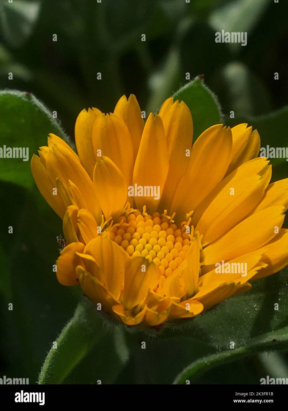 Calendula officinalis field hi-res stock photography and images - Alamy
