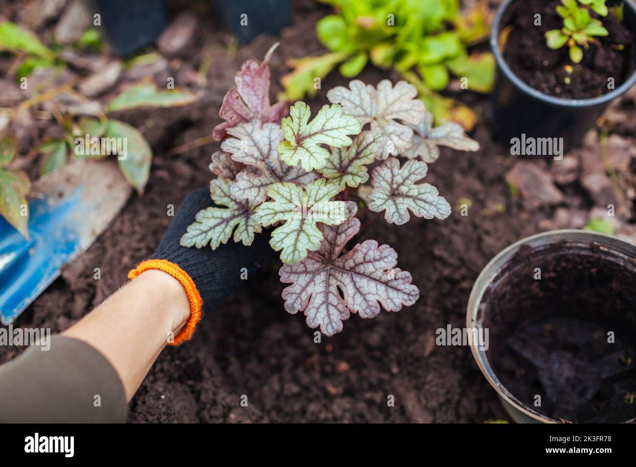 Planting heuchera color dream into soil. Gardener plants coral bells in ...