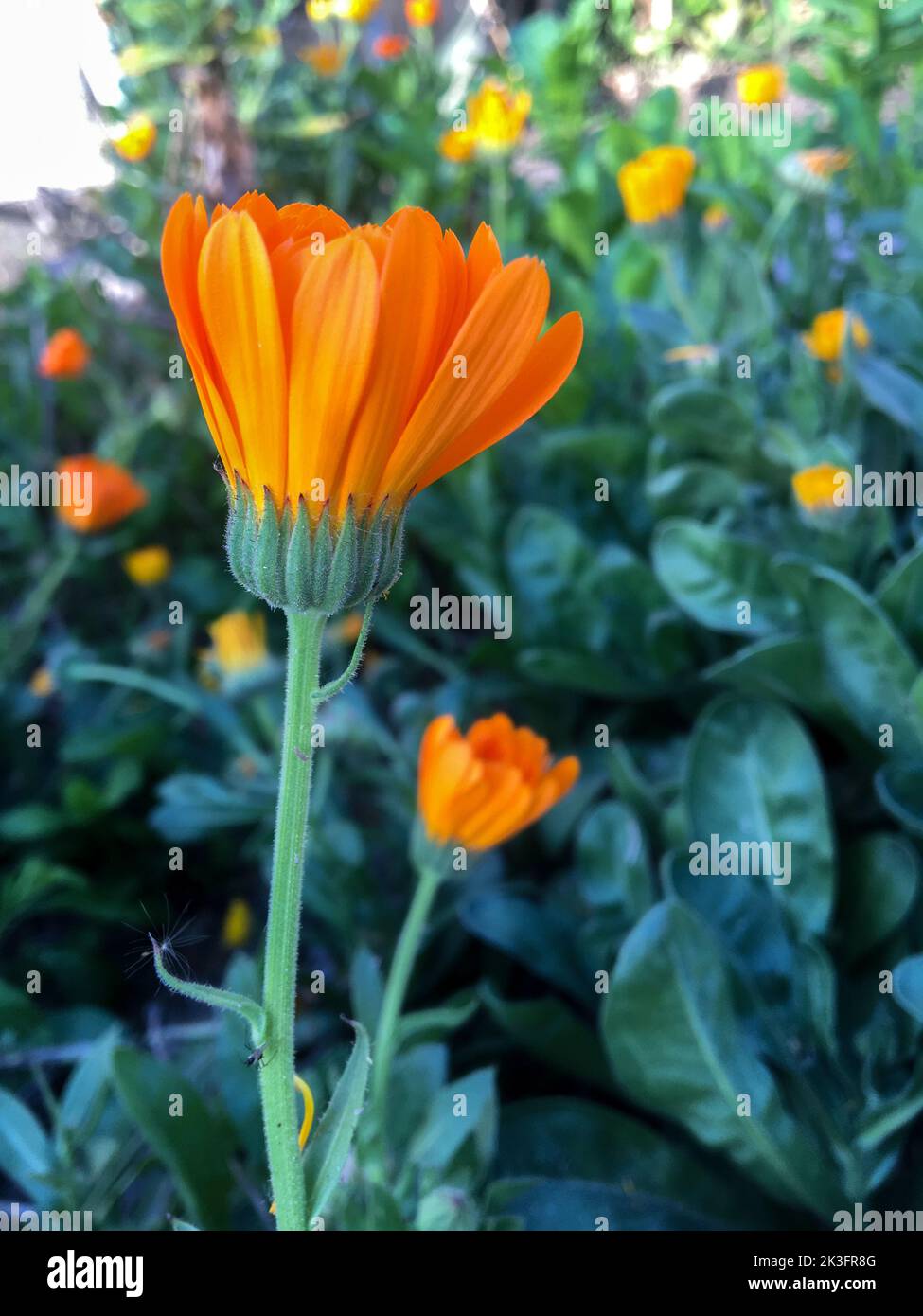 Calendula officinalis field hi-res stock photography and images - Alamy
