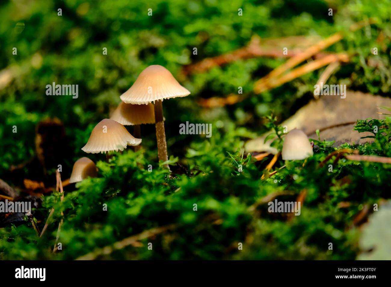 In the autumn forests in Bavaria, they can be found almost everywhere: Mushrooms in all colors ...