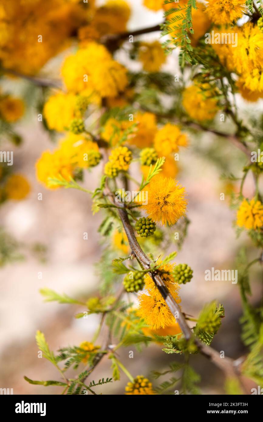 Acacia caven hi-res stock photography and images - Alamy