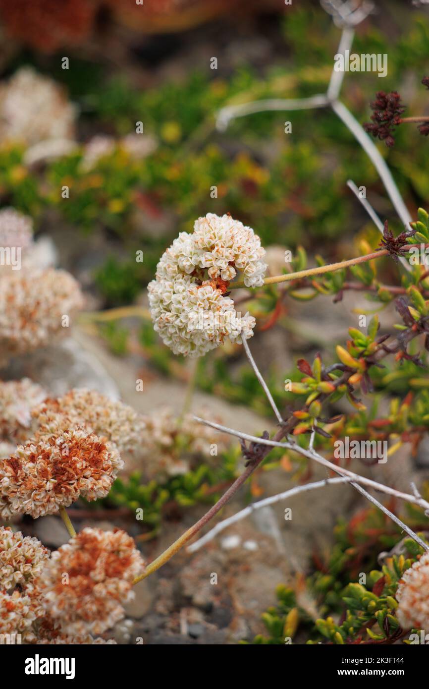 White flowering cymose head inflorescences of Eriogonum Fasciculatum ...