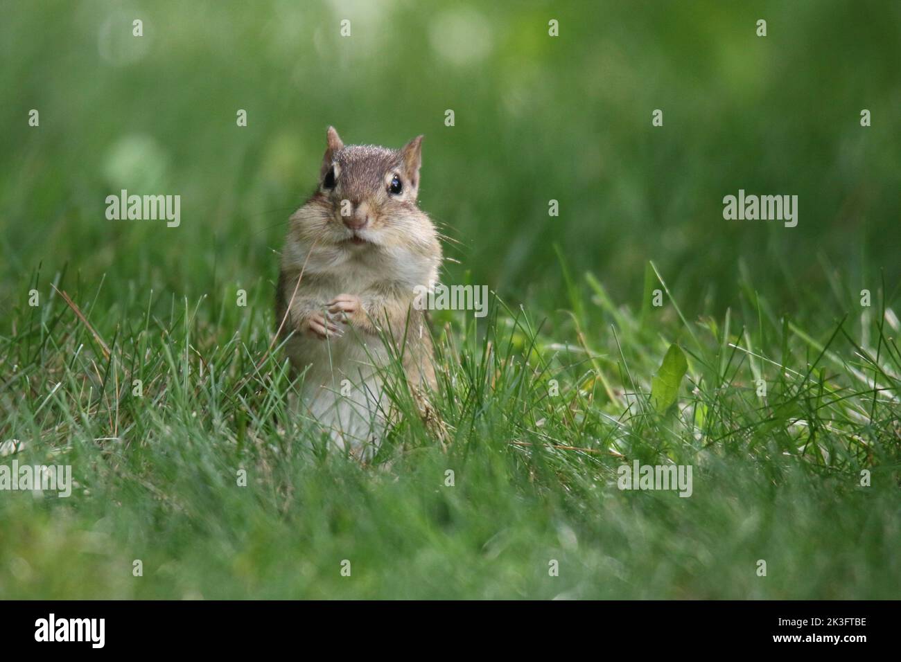 Eastern Chipmunk Tamias striatus foraging in grass and collecting food ...