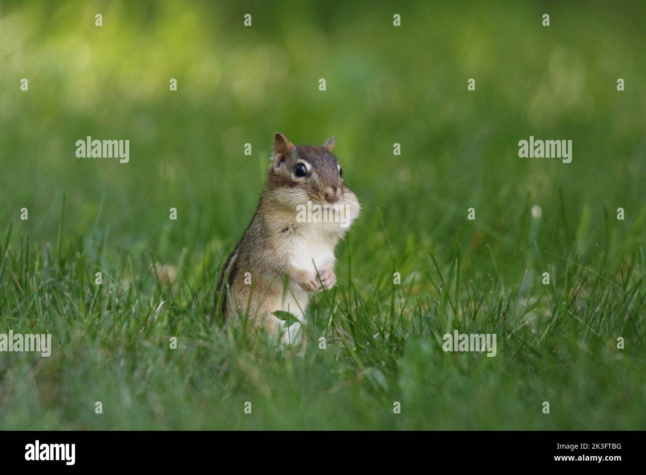 Eastern Chipmunk Tamias striatus foraging in grass and collecting food ...