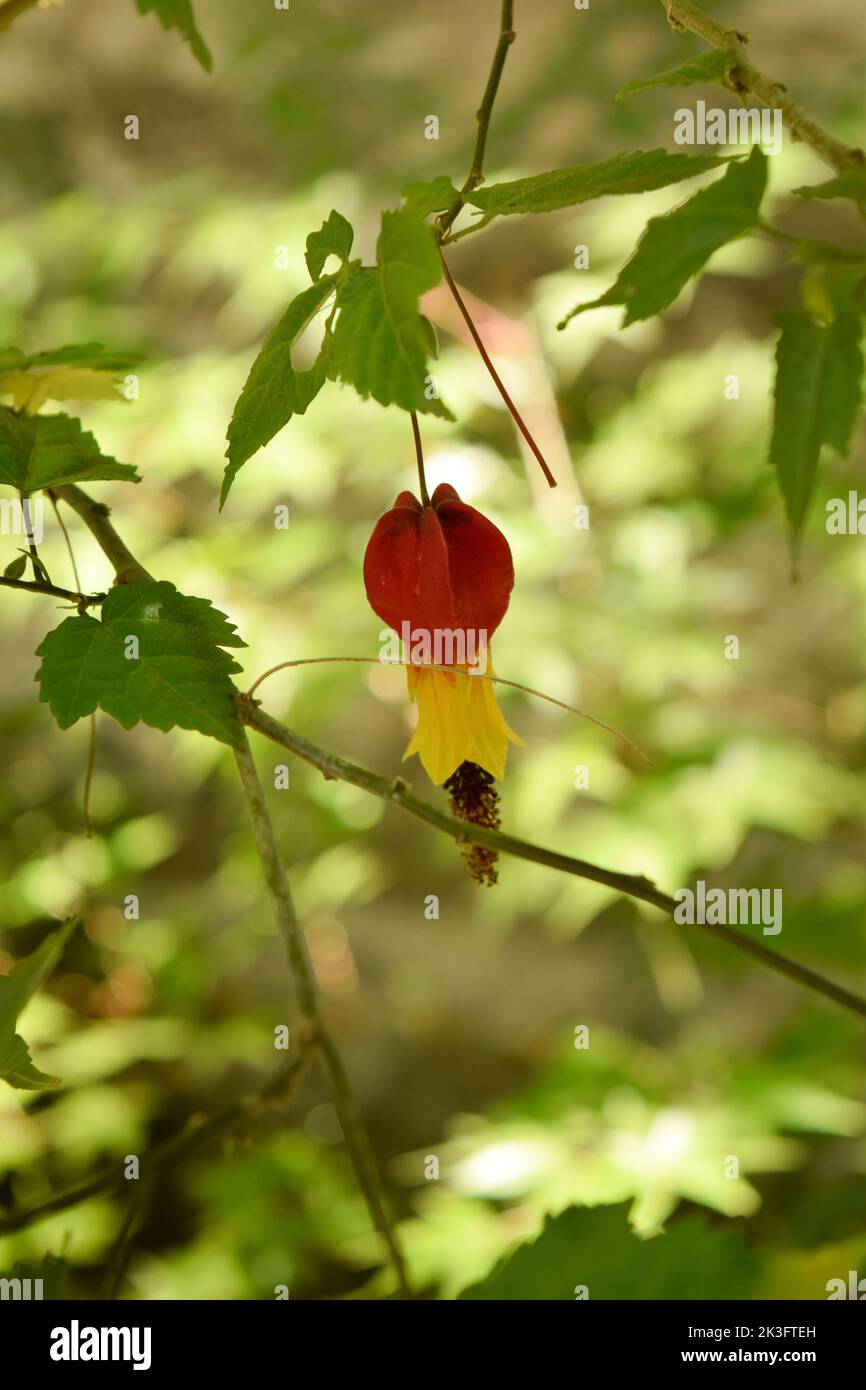 Closeup photo of the flower of an abutilon Stock Photo - Alamy