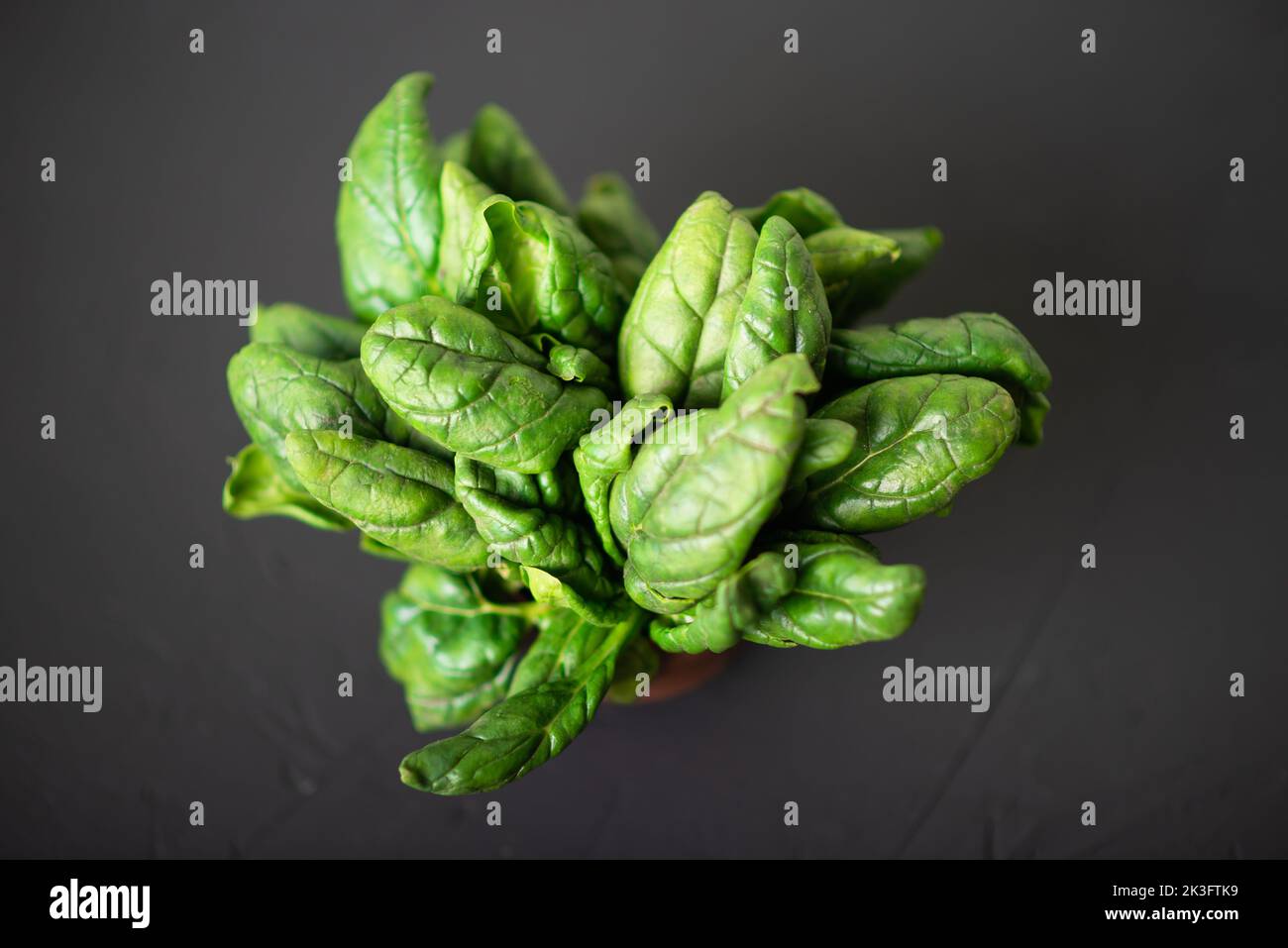 Bunch of fresh spinach. Dark background. Vegetarianism concept Stock ...
