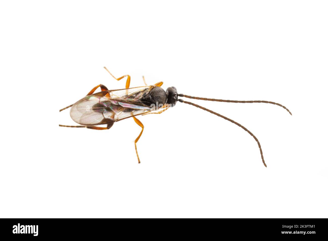 Braconid Wasp (Cotesia sp.), isolated on white background Stock Photo ...