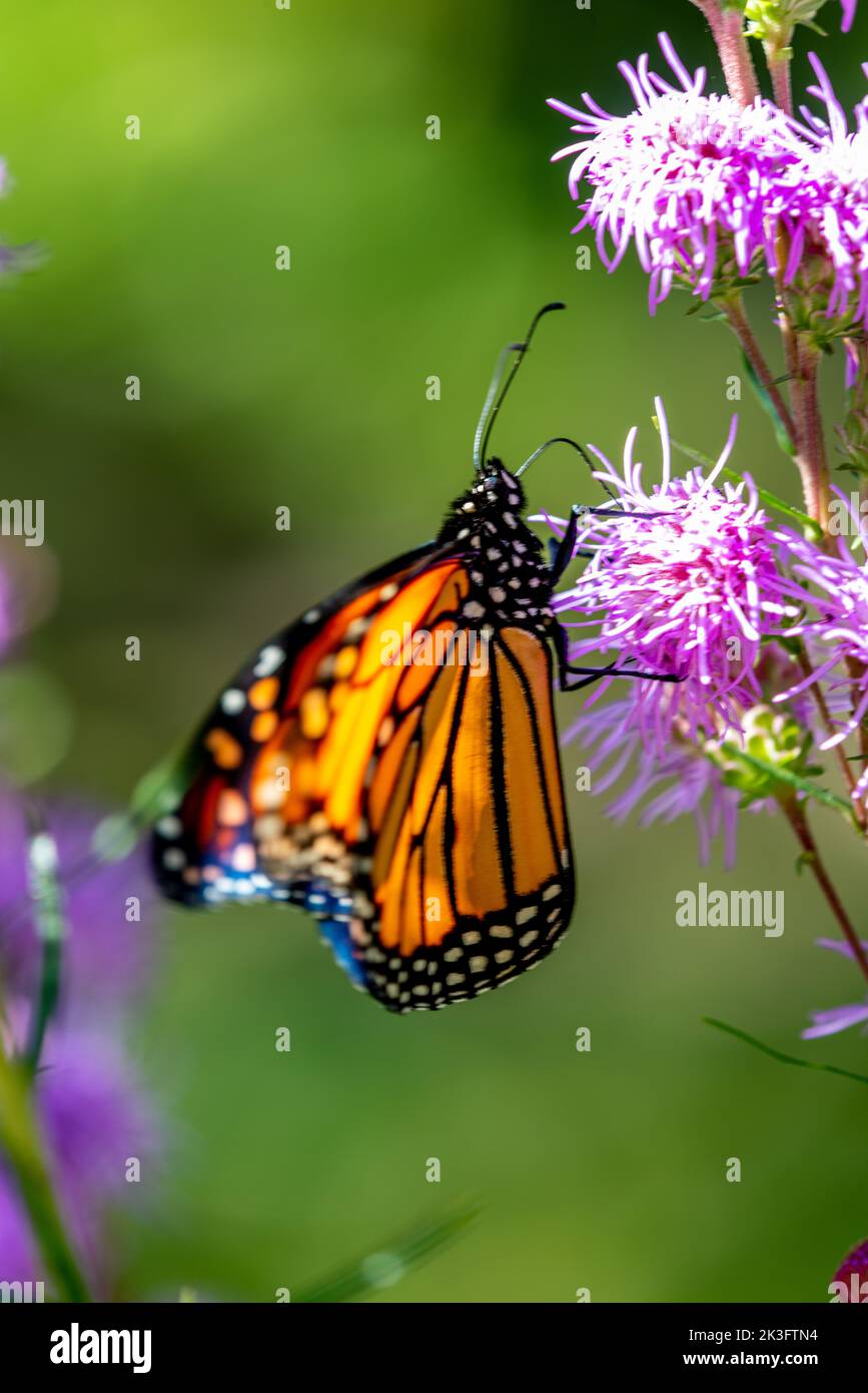 A Monarch Butterfly on a Carduus crispus Guirão ex Nyman Stock Photo ...