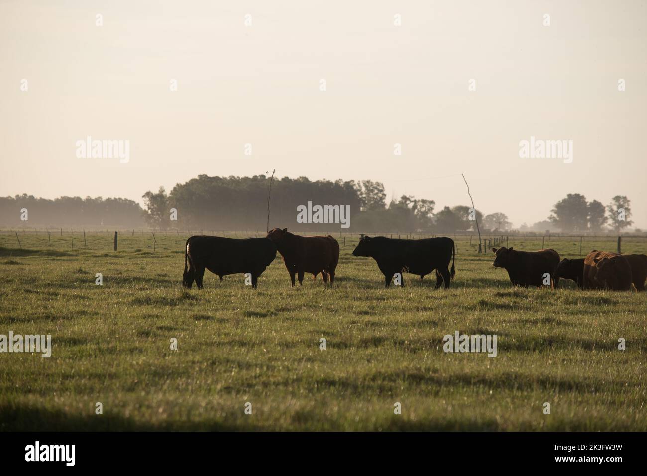 Stable of cows hi-res stock photography and images - Alamy