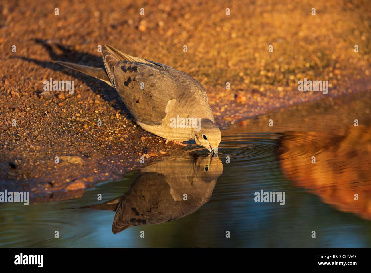 Song of mourning hi-res stock photography and images - Alamy