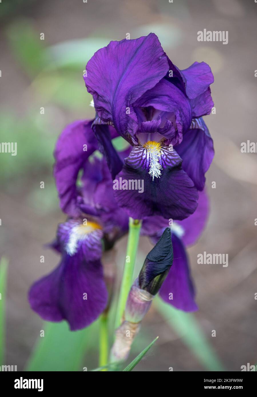 Violet colored iris hi-res stock photography and images - Alamy