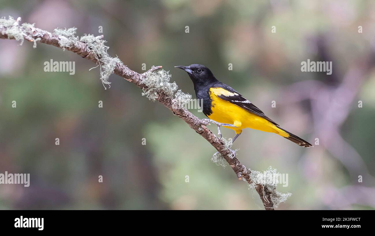 Male scotts oriole hi-res stock photography and images - Alamy