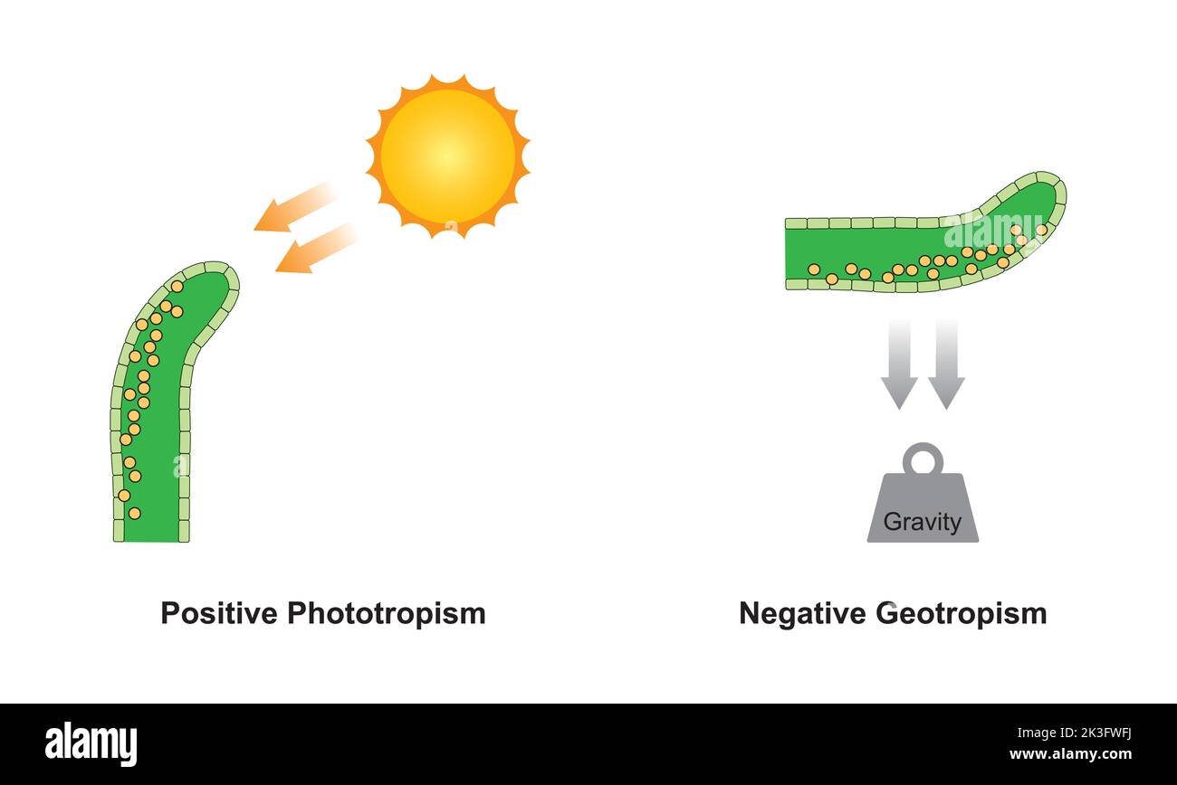 Scientific Designing of Growth in a Plant Shoot. Phototropism and ...