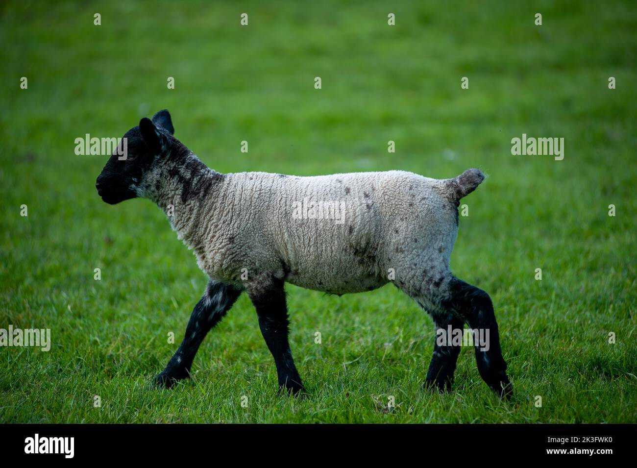 Black faced sheep lamb hi-res stock photography and images - Alamy