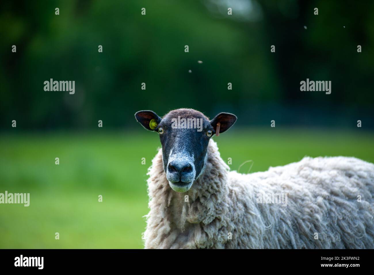 Sheep staring hi-res stock photography and images - Alamy