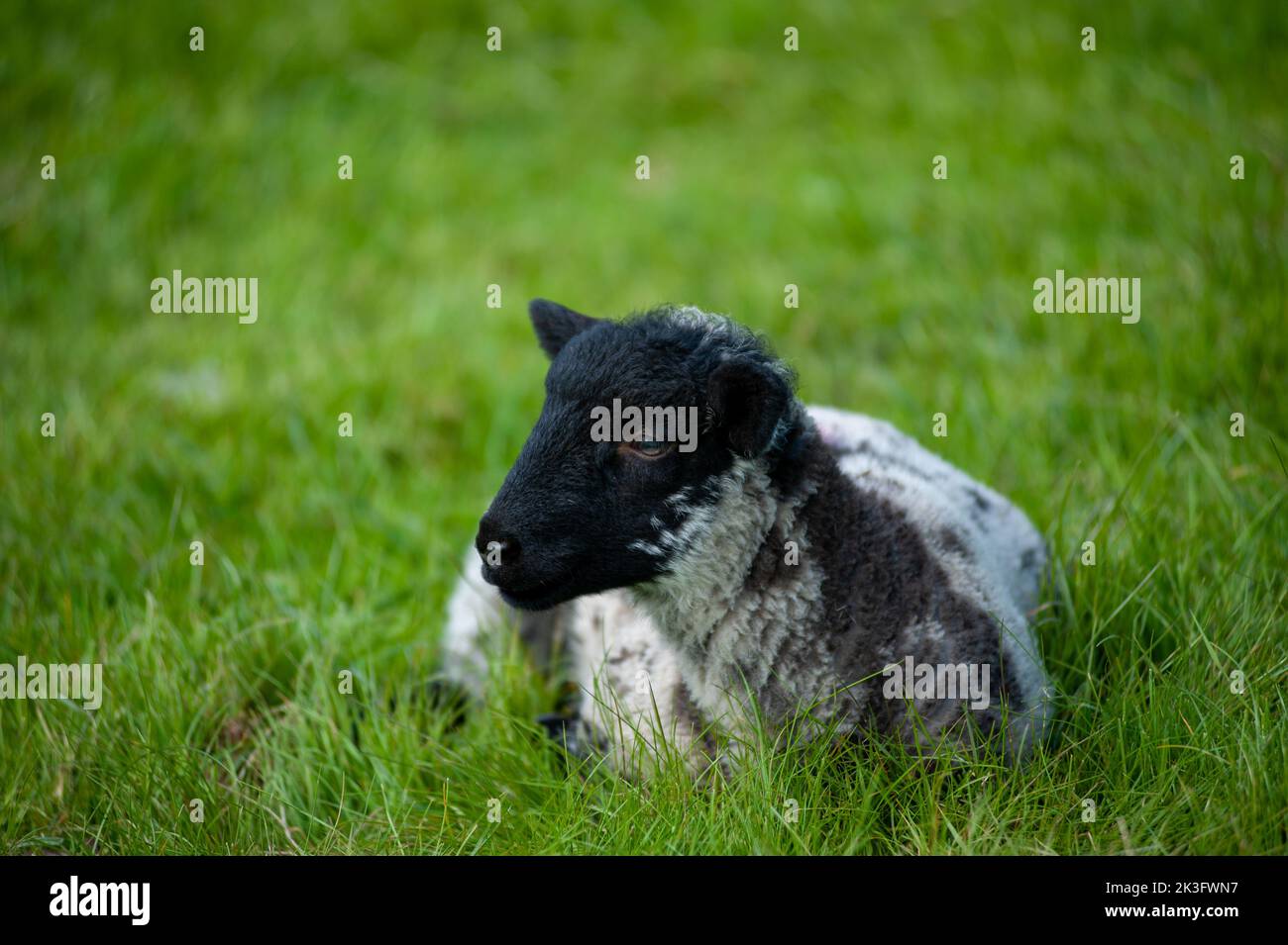 Black faced sheep lamb hi-res stock photography and images - Alamy