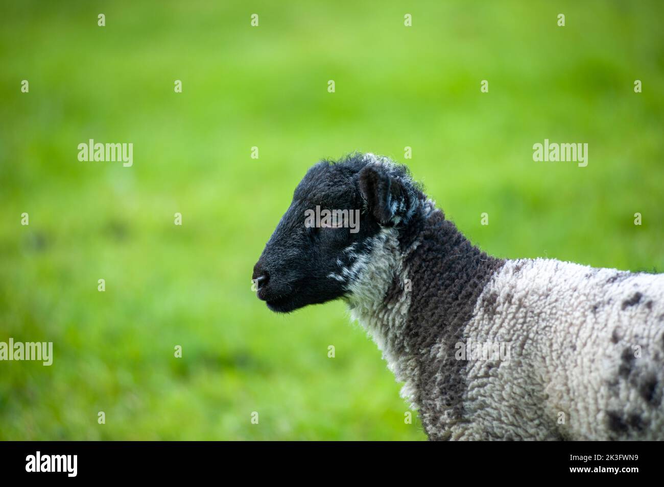 Black faced sheep lamb hi-res stock photography and images - Alamy