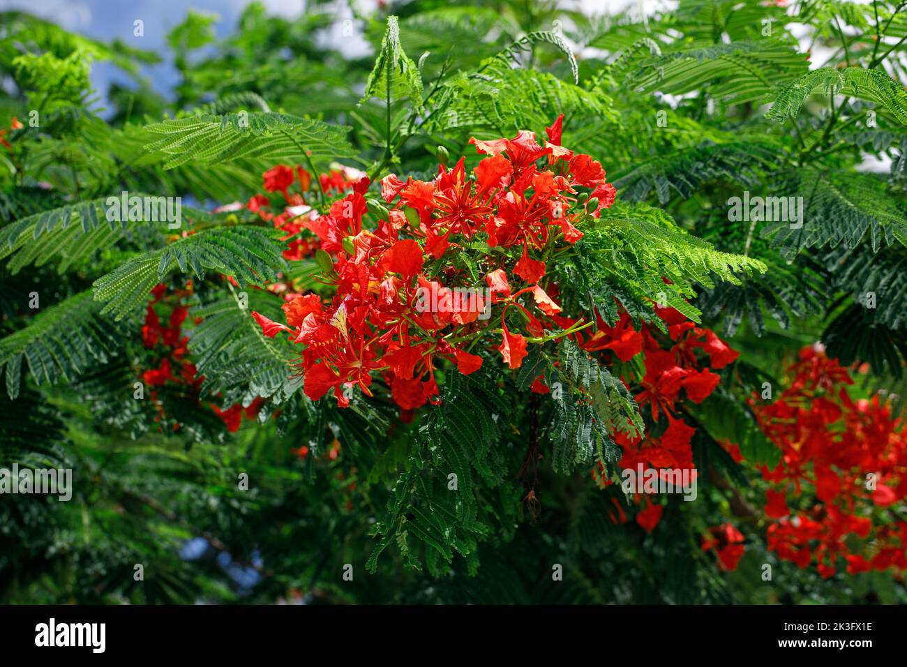 Red flamboyan hi-res stock photography and images - Alamy