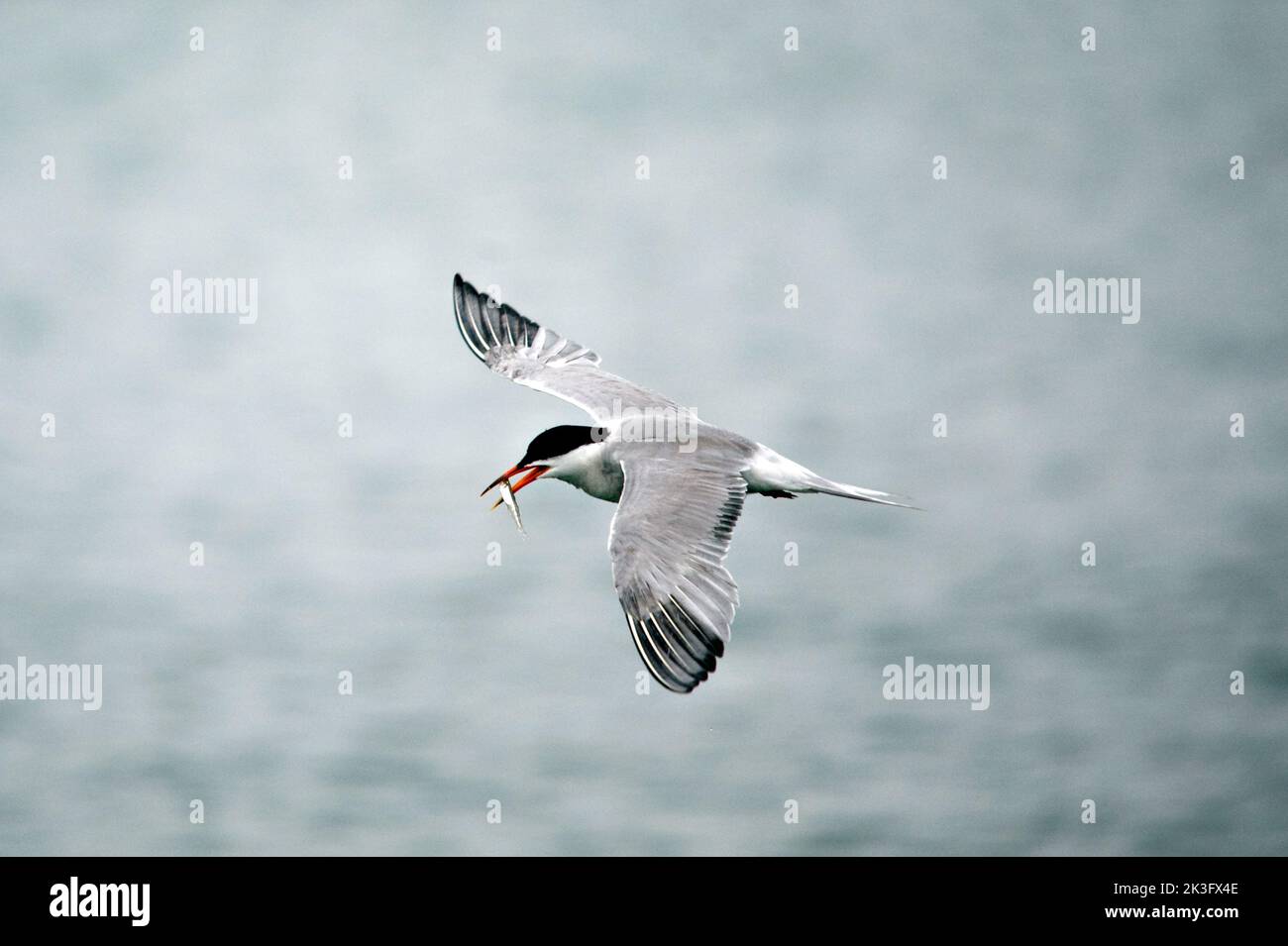 Sea Gull with fish in it's mouth Stock Photo - Alamy