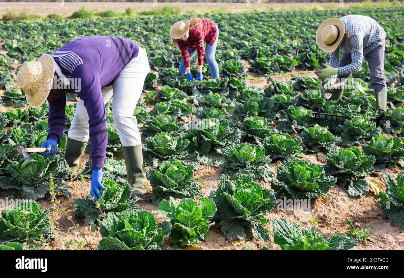 African-american farmer harvesting cabbage in farm field Stock Photo ...