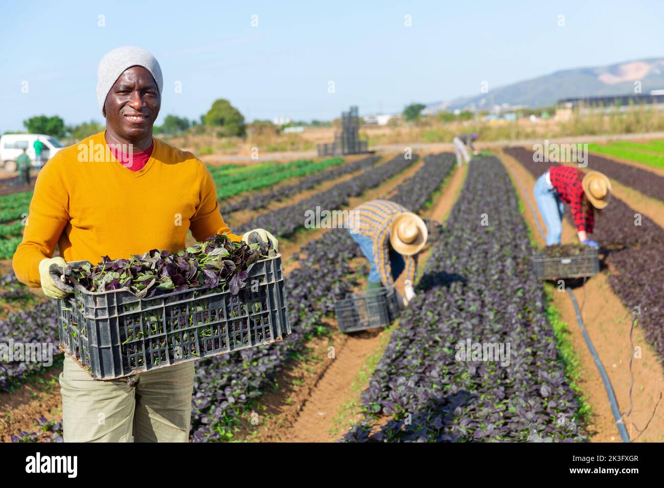 Farmer carrying box with picked red komatsuna Stock Photo - Alamy