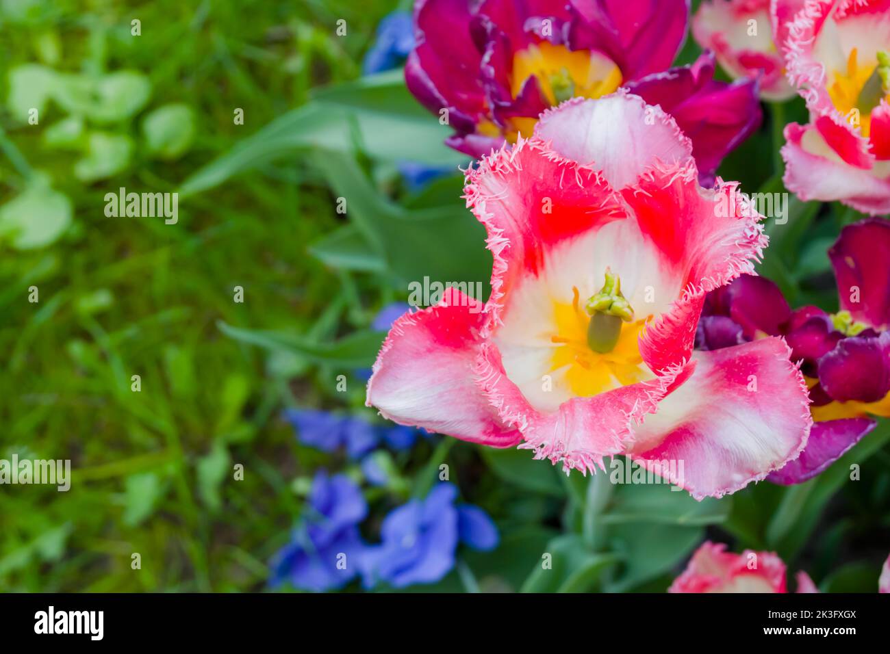 Siesta tulip hi-res stock photography and images - Alamy