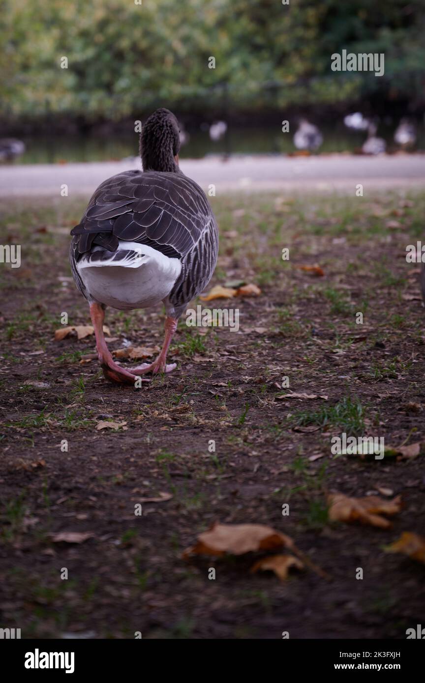 Wildlife walking ground nature hi-res stock photography and images - Alamy
