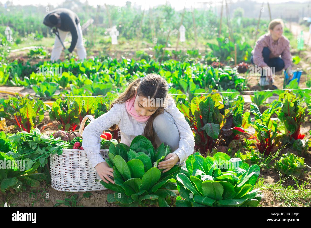 Portrait of a teenage girl with a basket of vegetables and examines the ...