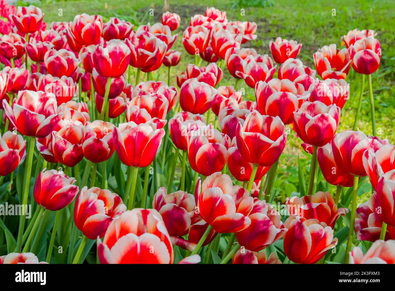 Colorful spring meadow with red and white tulip dutch design flowers ...