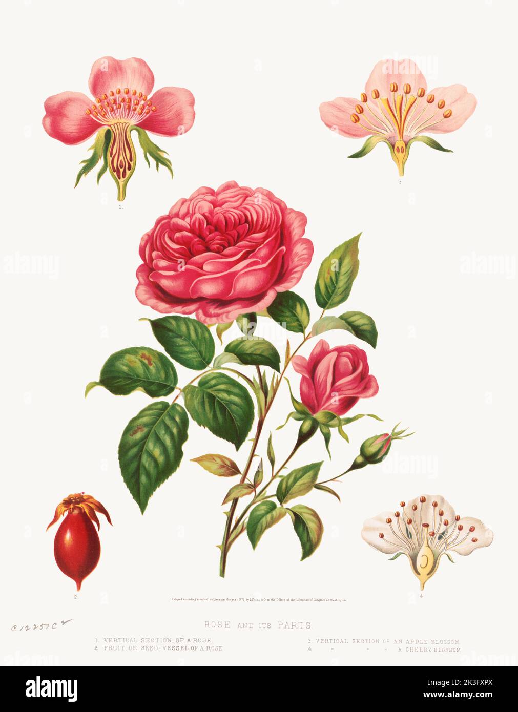 Rose and its parts (1872) in high resolution by L. Prang & Co. Original ...