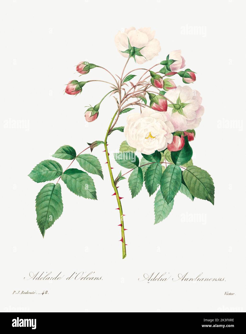 Rose adelaide by Pierre-Joseph Redouté (1759–1840). Original from ...