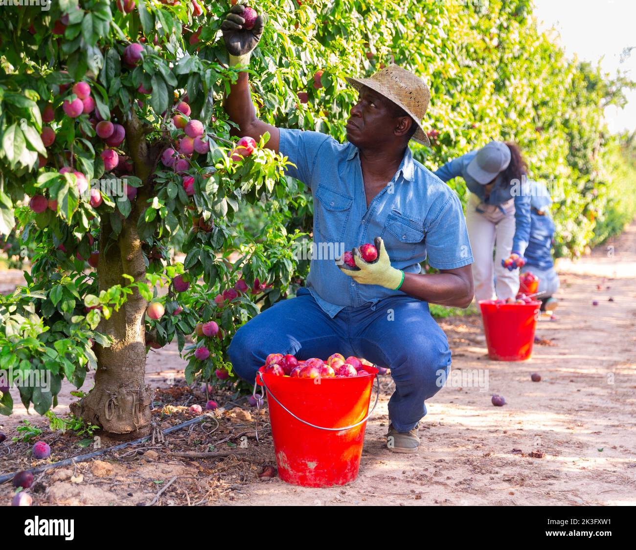 African american orchard owner harvesting ripe plums Stock Photo - Alamy