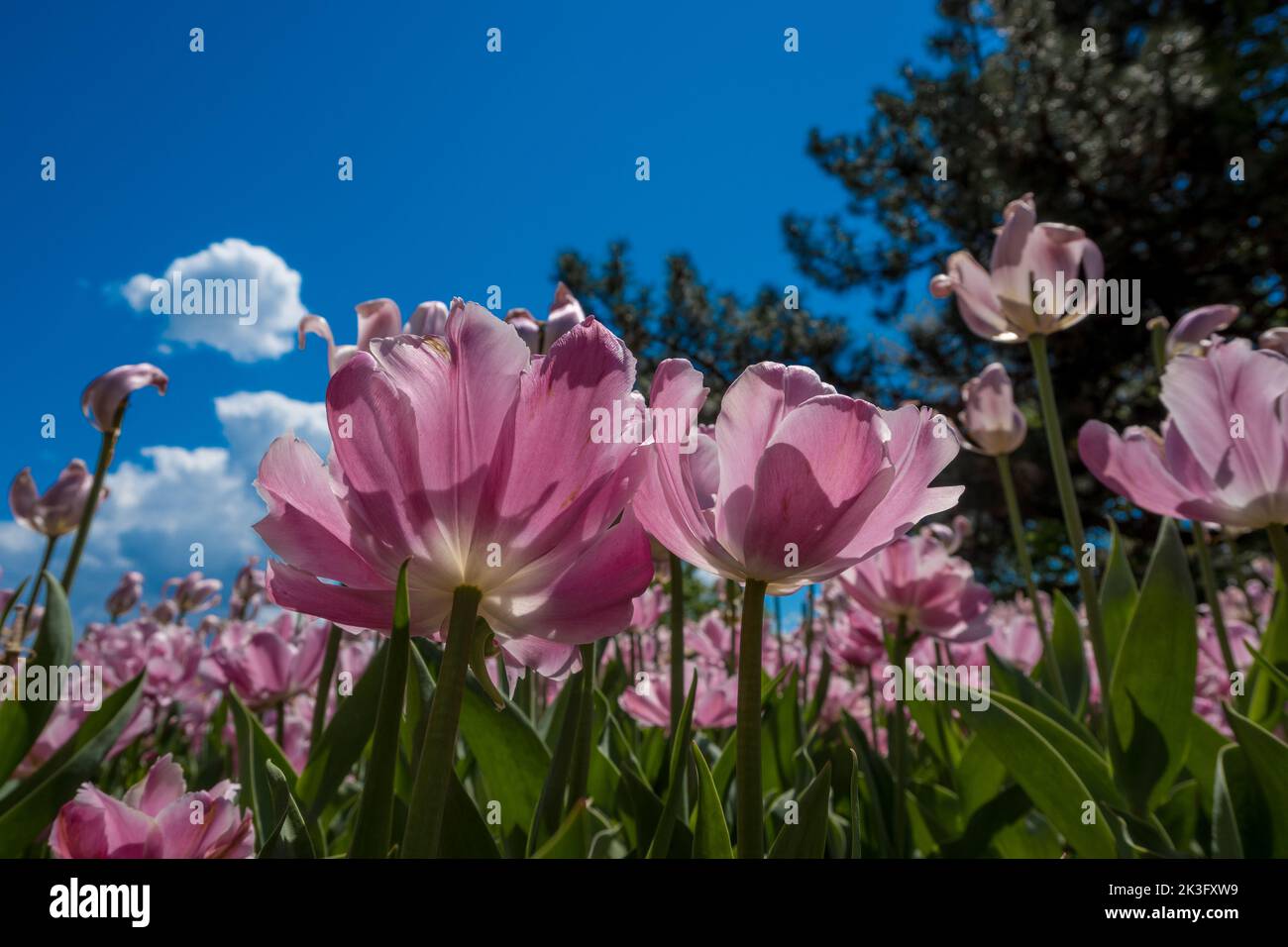 Bottom view of pink tulips facing the blue sky with some white clouds ...