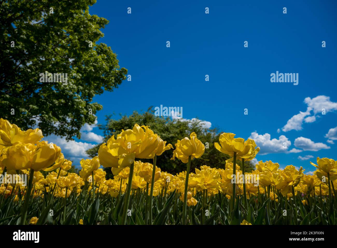 A field of yellow tulips facing the sun in front of a tree Stock Photo ...