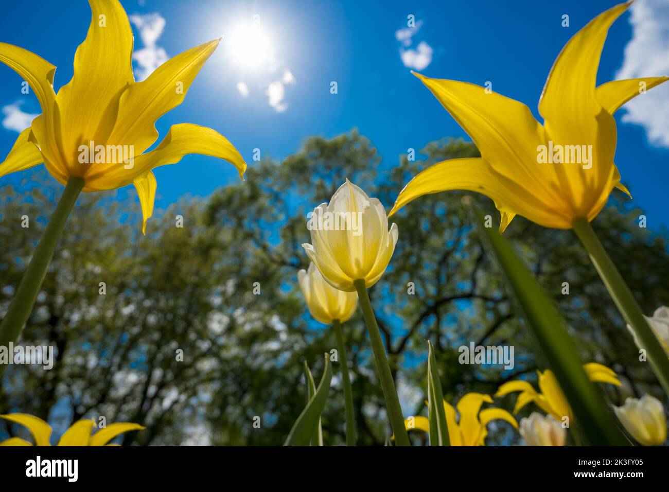 Bottom view of yellow tulips facing the blue sky with some white clouds ...
