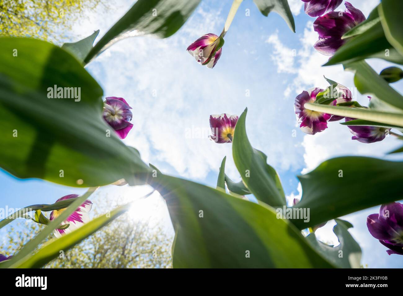 Bottom view of pink tulips facing the blue sky with some white clouds ...