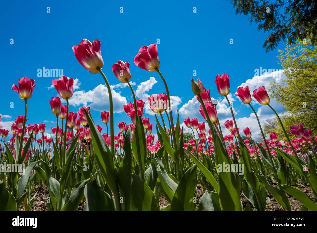 Bottom view of pink and yellow tulips facing the blue sky with some ...