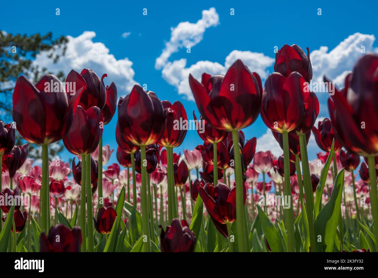 Bottom view of a field of dark red tulips, with blue sky and white ...