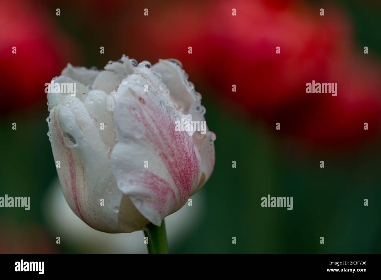 Macro of water drops on a white and light rose tulip Stock Photo - Alamy
