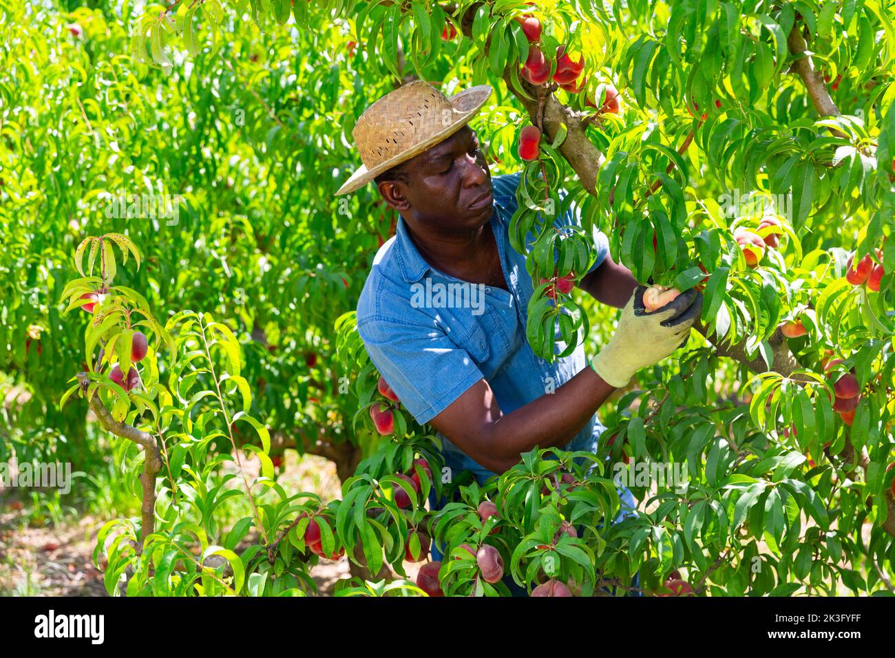 Man working on fruit plantation, gathering peaches Stock Photo - Alamy