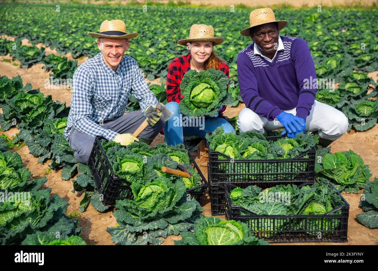 Farmers posing with harvest of cabbage Stock Photo - Alamy