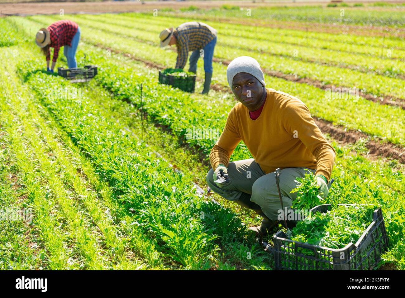 African man gardener harvesting fresh arugula Stock Photo - Alamy