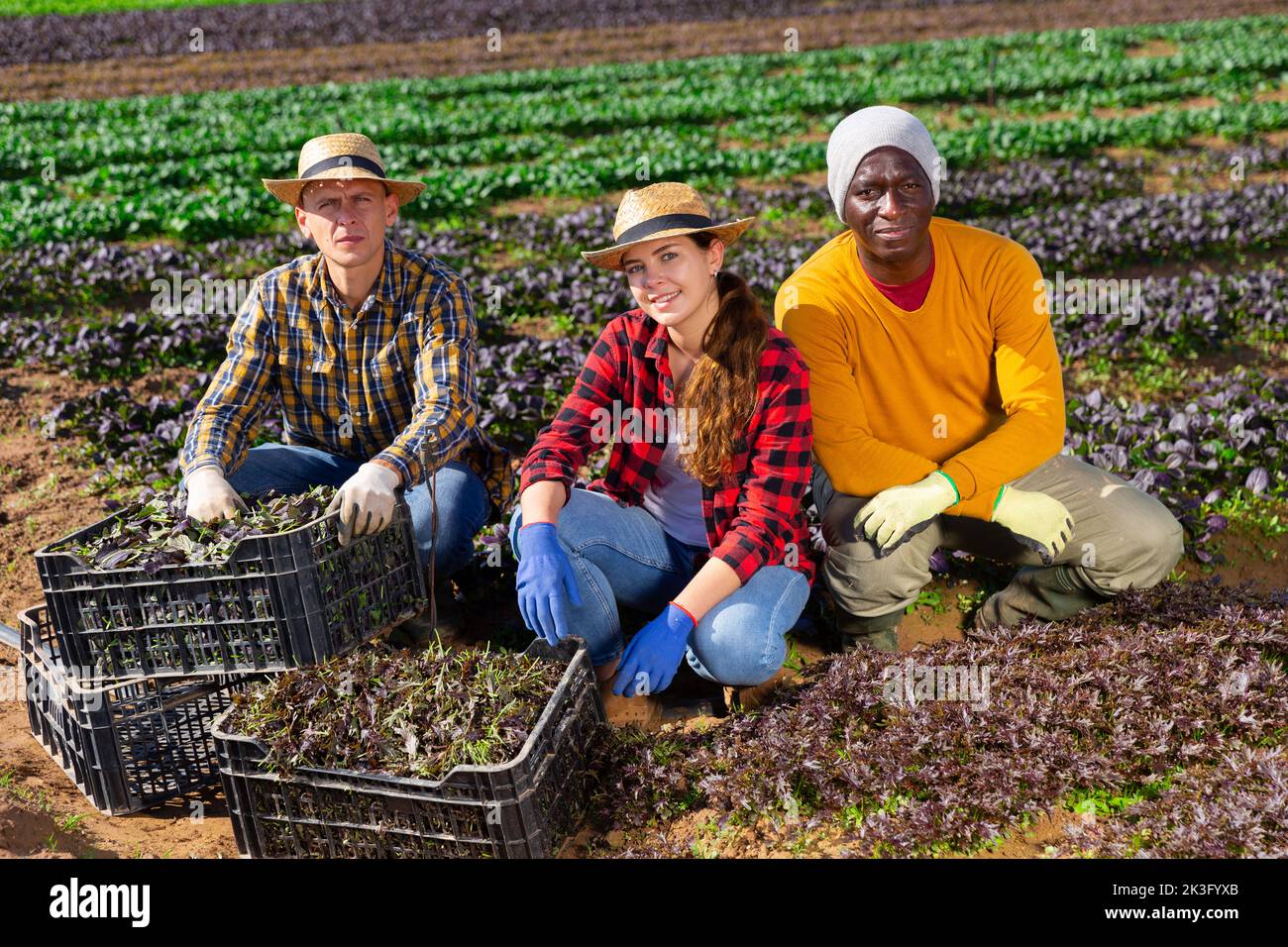 Three farmers posing on leaf vegetables field Stock Photo - Alamy