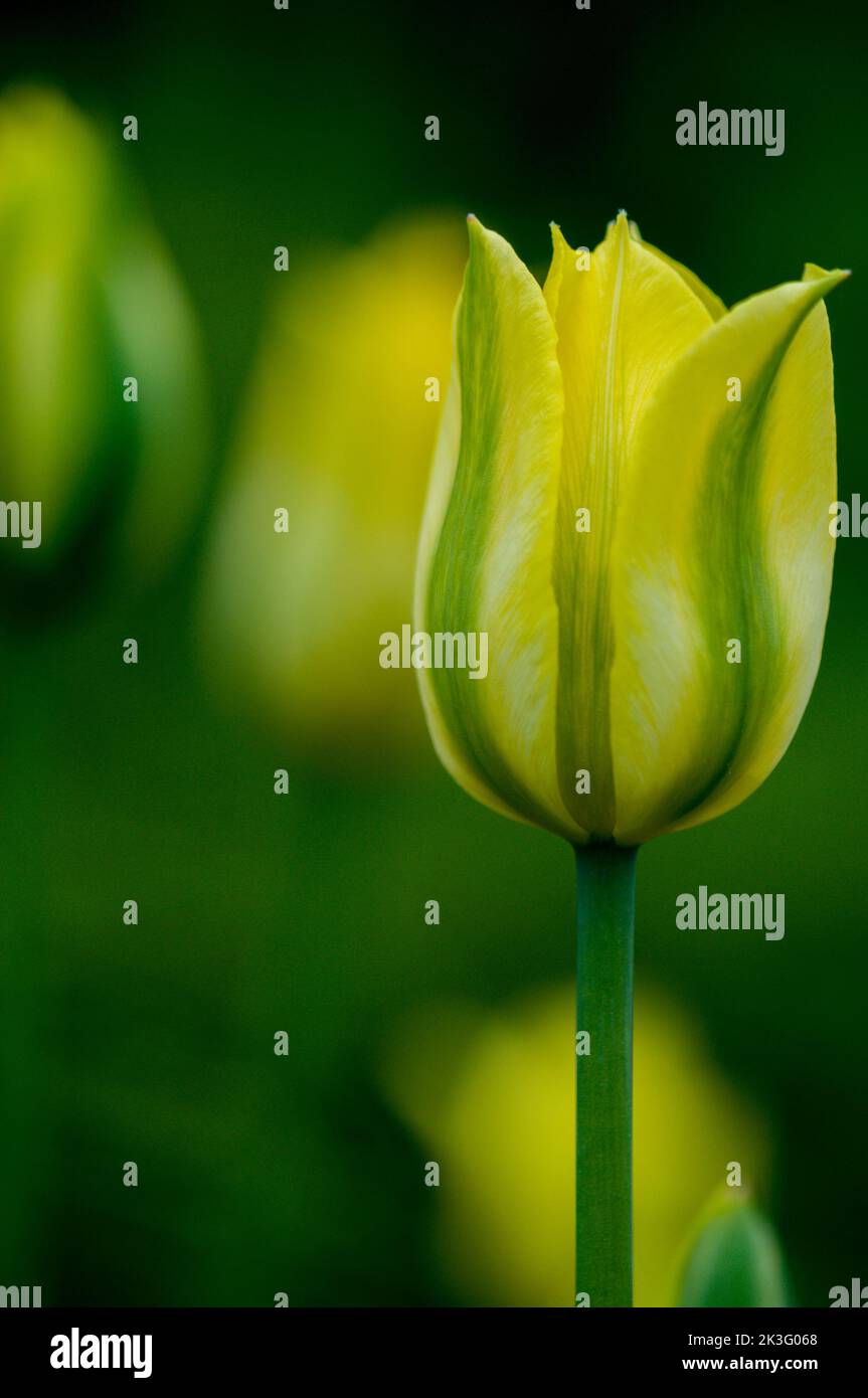 A yellow and green tulip Stock Photo - Alamy