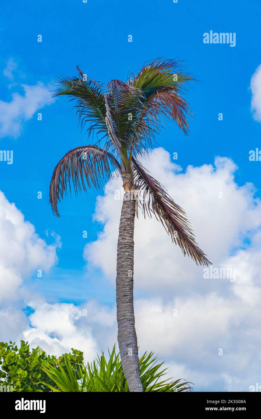 Tropical natural mexican palm tree with coconuts and blue sky ...